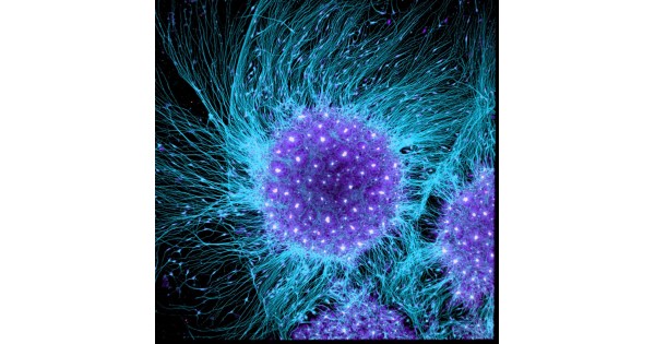 Eagle's Minimum Essential Medium (EMEM), 500 ml